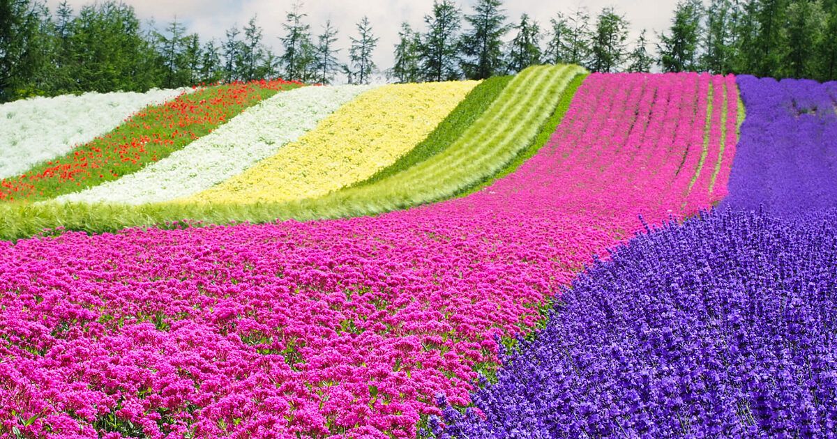 Why Furano is Japan’s Best-Kept Secret for Property… | H2 Christie’s